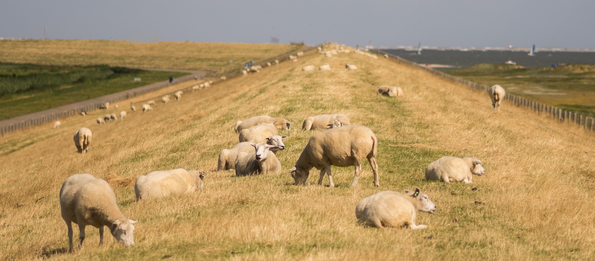 De Werven | Nieuwbouw Reeve